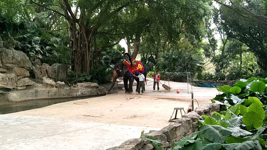 动物园大象表演-象模象样