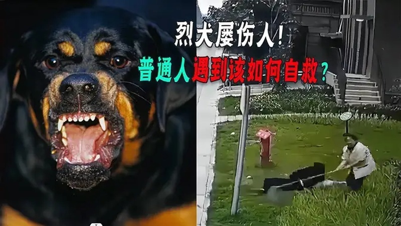 烈犬屡伤人,大人毁容,小孩肾被咬伤!普通人遇到该如何自救