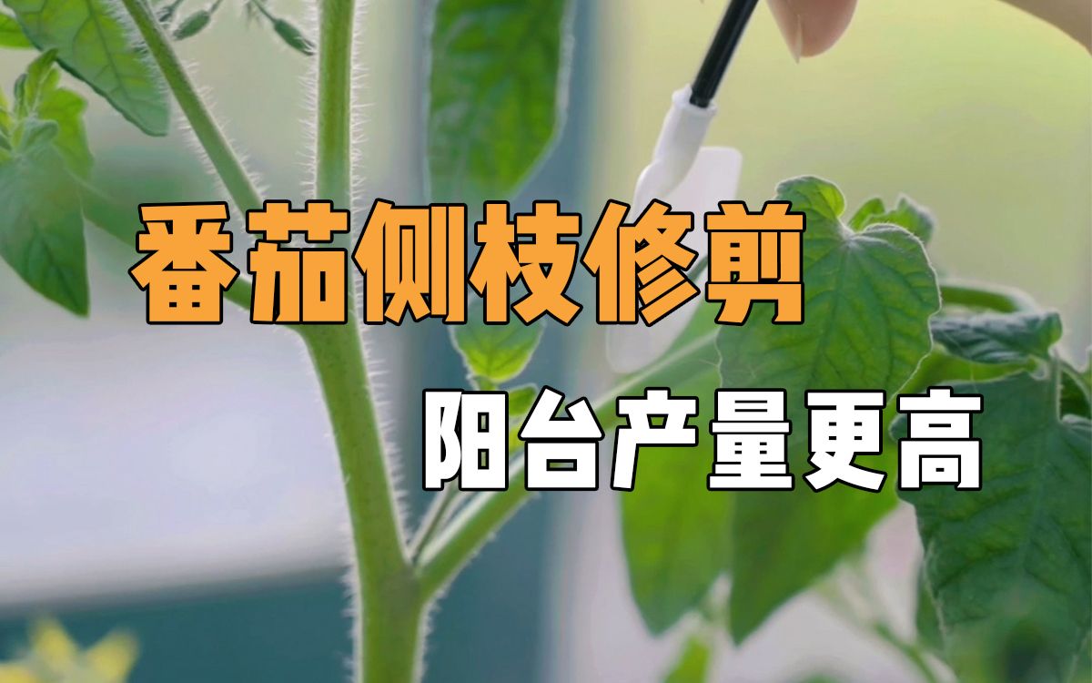 阳台种植番茄如何修剪侧枝?