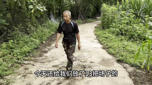 东北把蚕放在树上养,自然生长到吐丝再来收,损耗剩多少看运气