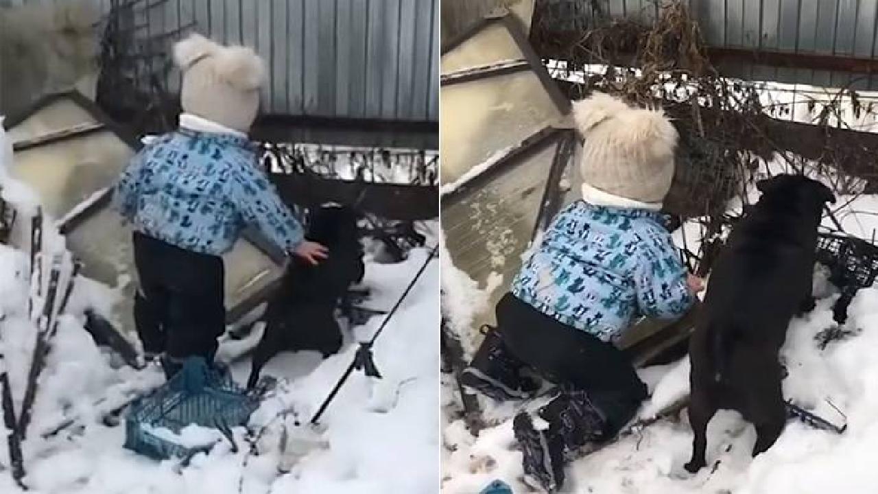 狗狗与大狗吵架场面激烈 小主人看到后一个举动萌翻网友