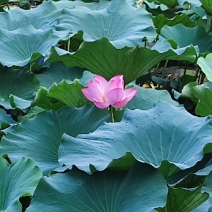 一日看尽长安花-_- 