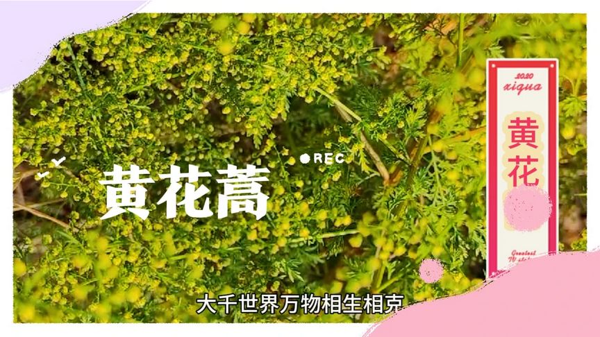 黄花蒿--提取著名青蒿素的原料