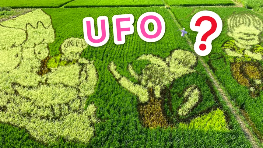 以稻田为画布,水稻为颜料,日本农民打造稻田艺术画