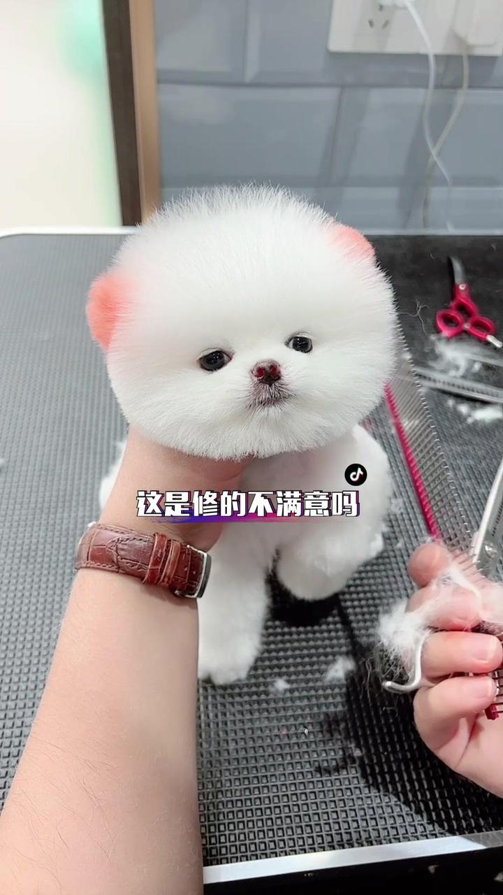 给你们看一只修毛不乖的小狗子ߘ�#萌宠推荐官 #茶杯犬#萌宠日常...