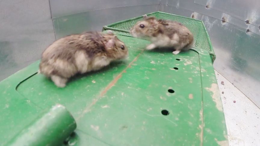 鼠疫爆发如何预防?大叔发明红外线捕鼠器,一晚上老鼠被一窝端掉