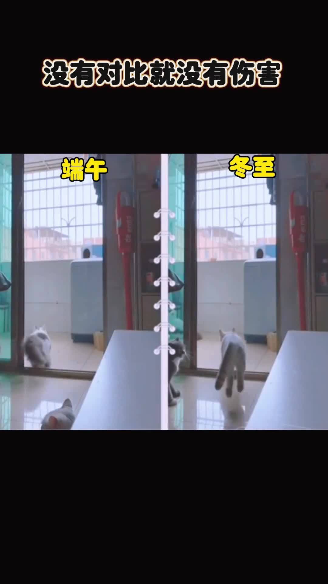 对比的修辞手法更能体现两只猫的差距