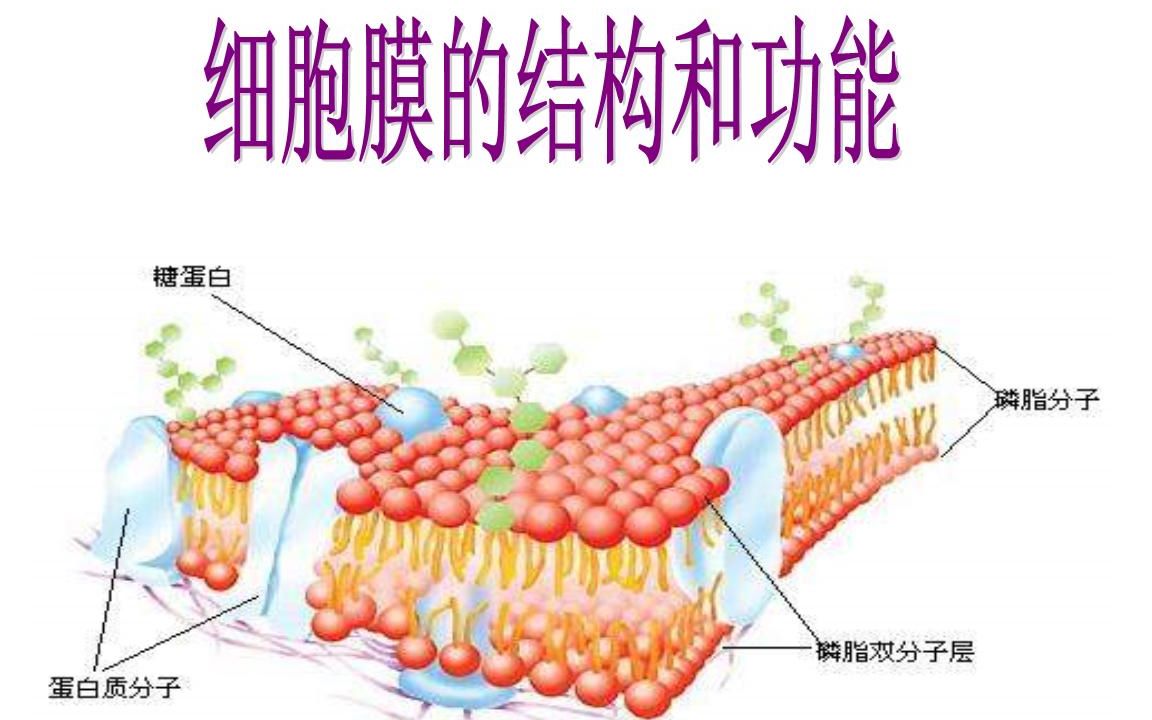 细胞膜的结构和功能(下)——高中生物学选择性必修一