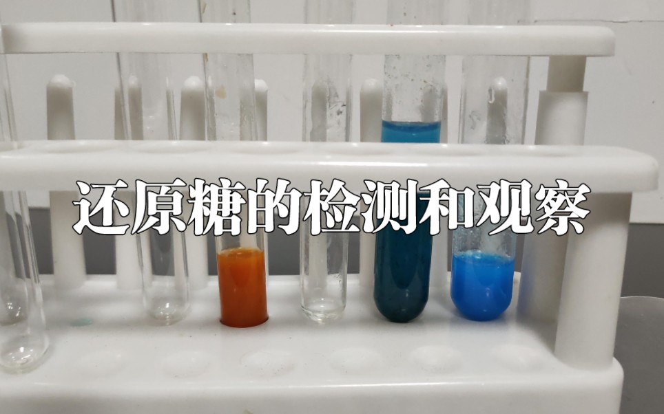 还原糖的检测和观察