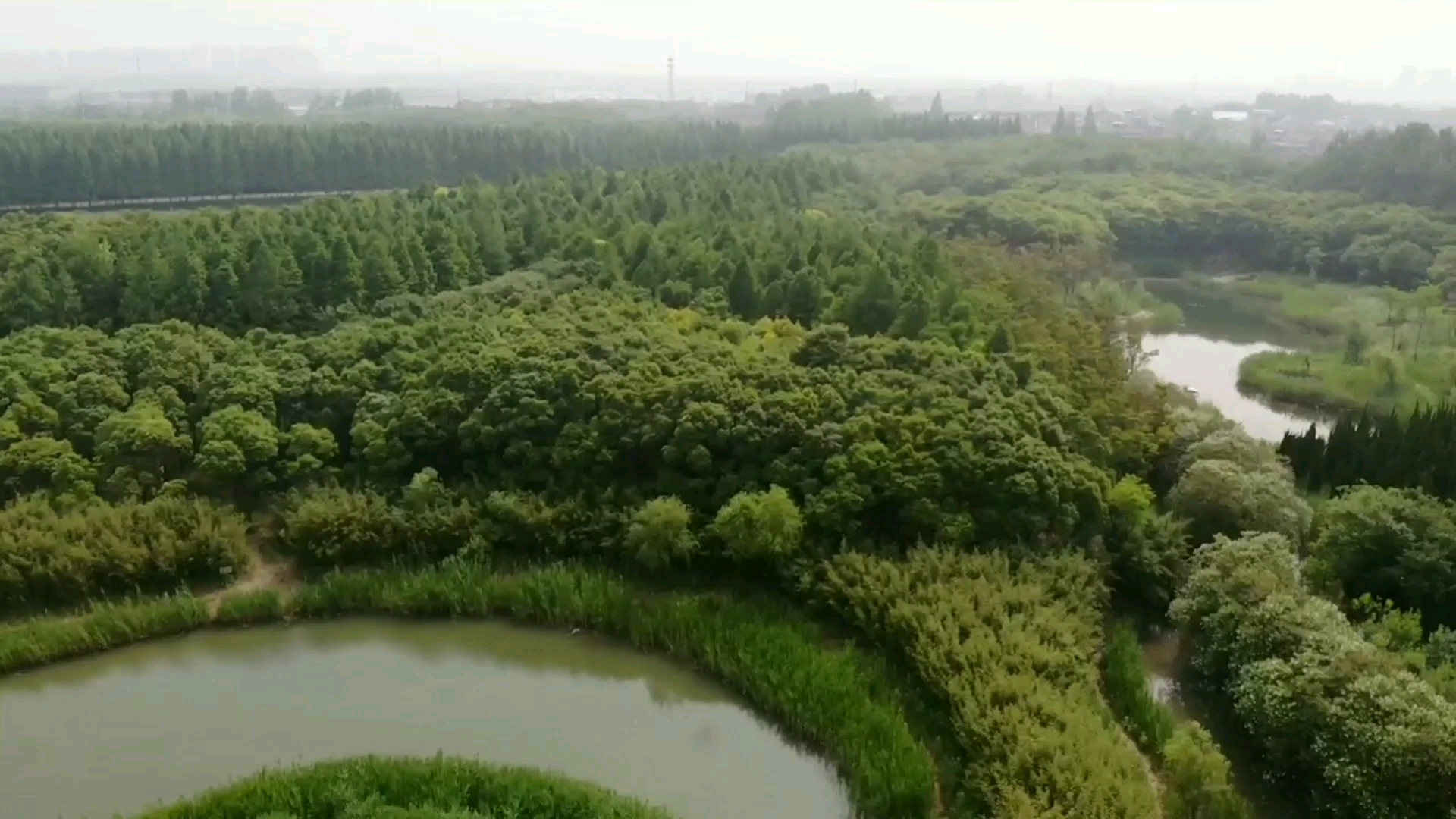 罗泾水源涵养林电滑