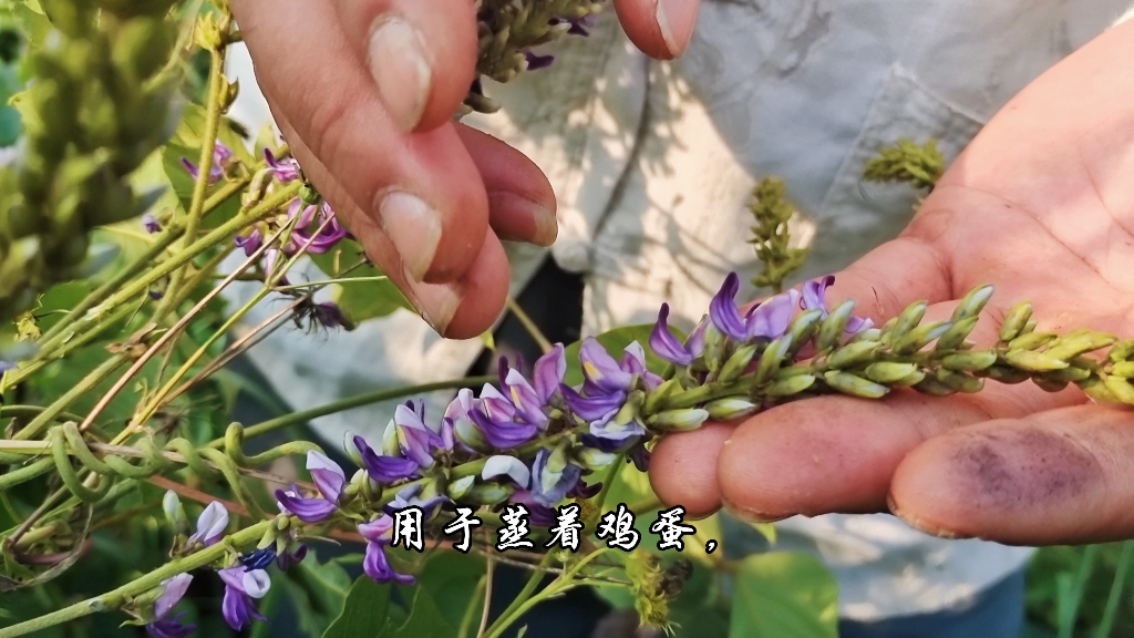 ...野葛花”之称的葛花开了,家中备有,再也不怕有醉汉了!#葛根粉 #葛花茶