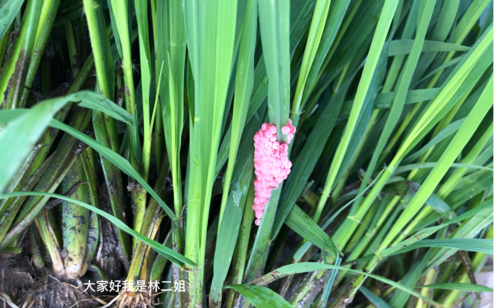稻田里很多这种东西、有谁知道这是什么吗?