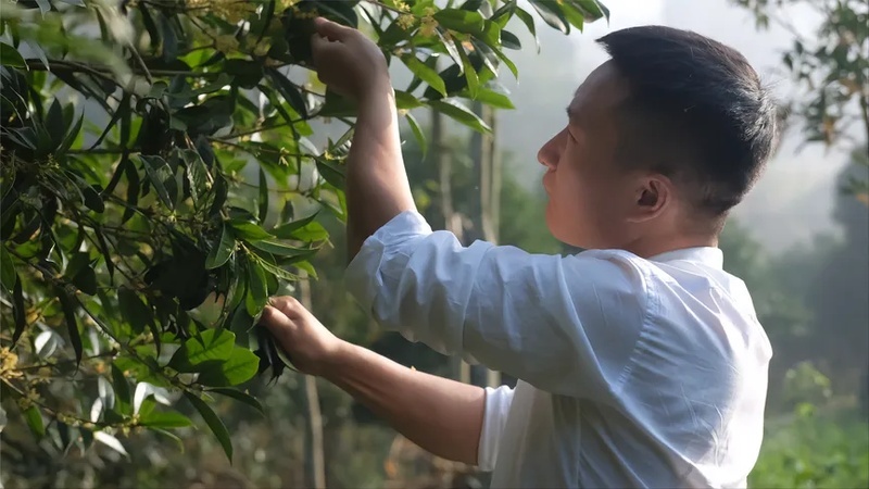桂花满园香,是时候泡一壶桂花红茶了