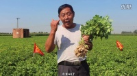 花生成长纪实片