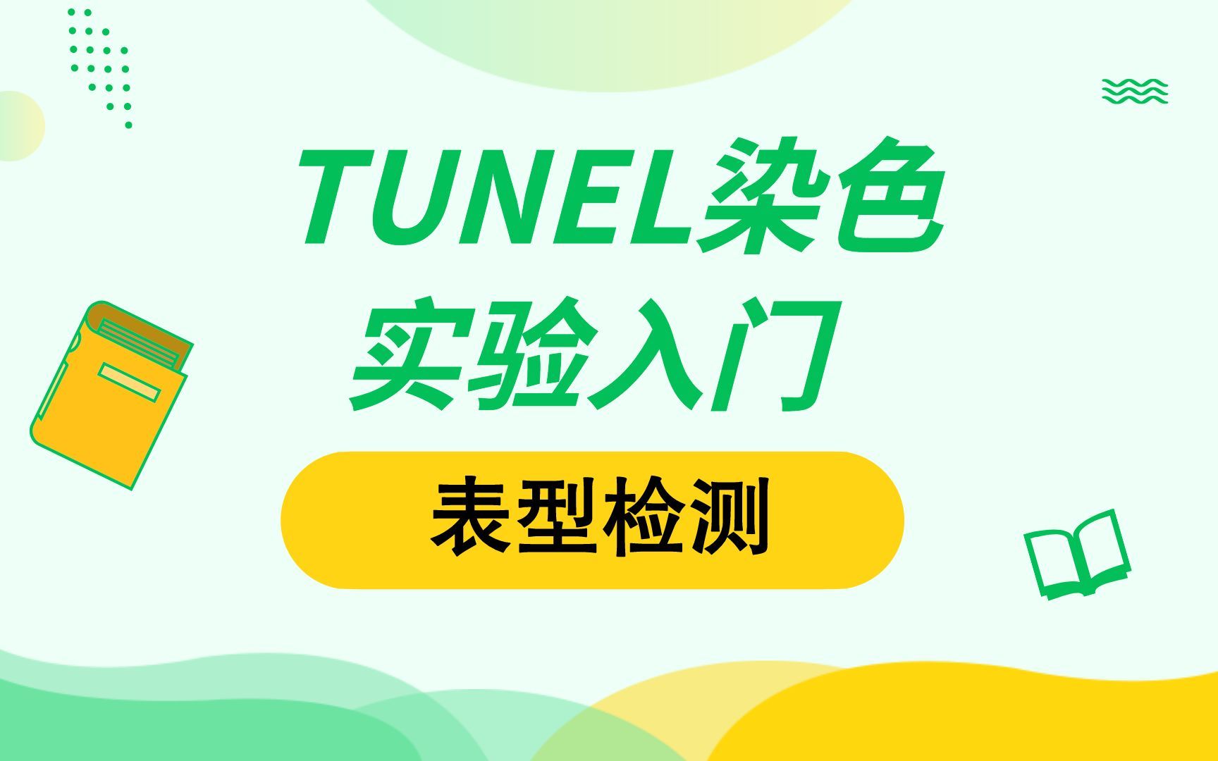 TUNEL染色、PI染色、细胞增殖、细胞迁移,细胞凋亡检测实验