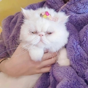 粉馒头芽 
