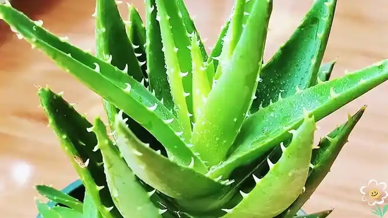 夏季芦荟养护要点,生长旺盛的实用方法