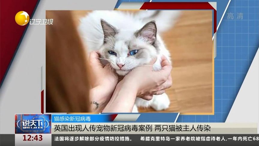 猫感染新冠病毒!英国出现人传宠物新冠病毒案例两只猫被主人传染