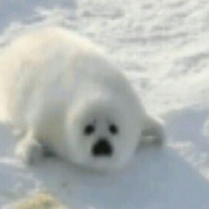 墟言家的臭海豹 