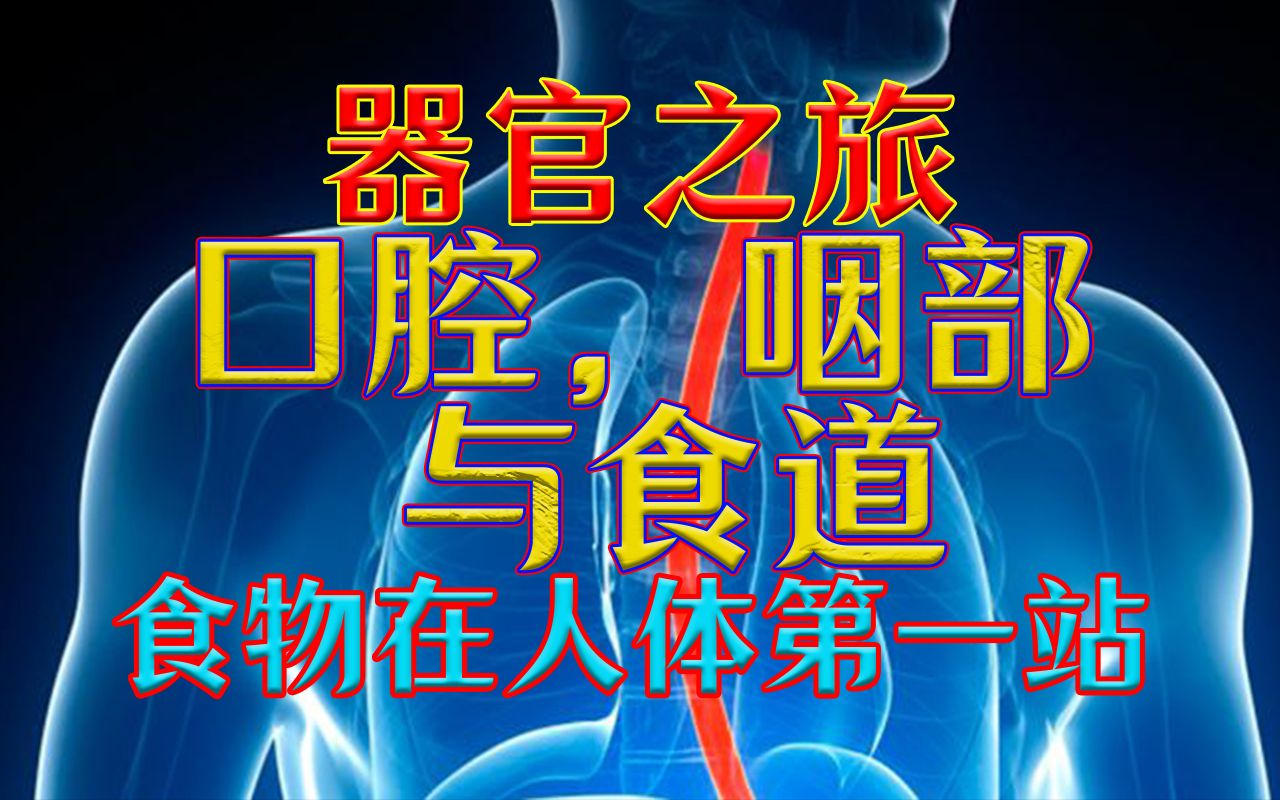 【器官之旅】口腔,咽部与食道---食物在人体的第一站| 口腔食管功能与...