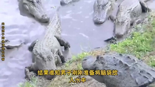 鳄鱼猛然扑向臭名昭著食肉动物,咬住其头部,场面失控!
