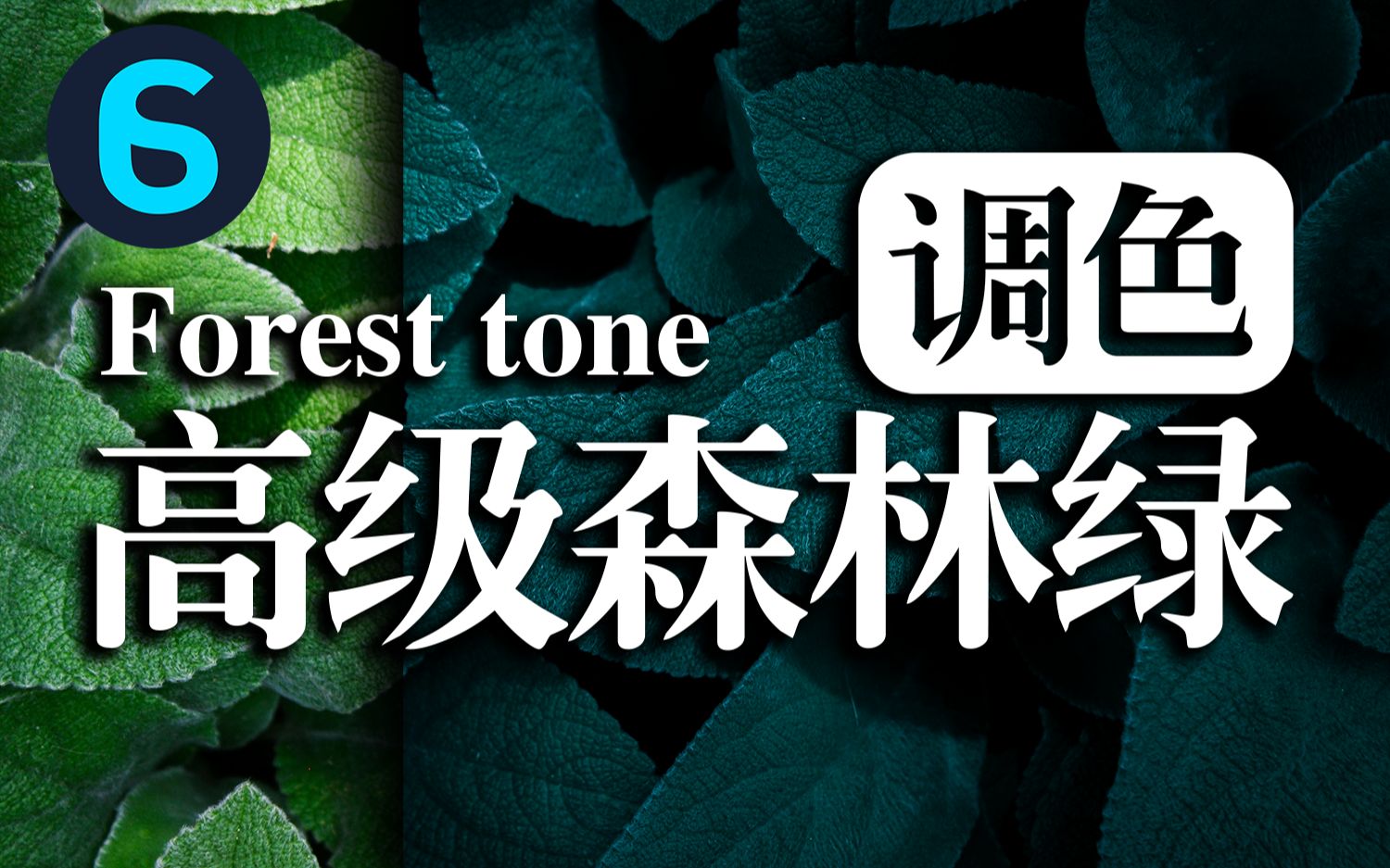 【调色教程】3分钟!学会高级森林绿调色,保姆级教程【裹小脚的大叔】