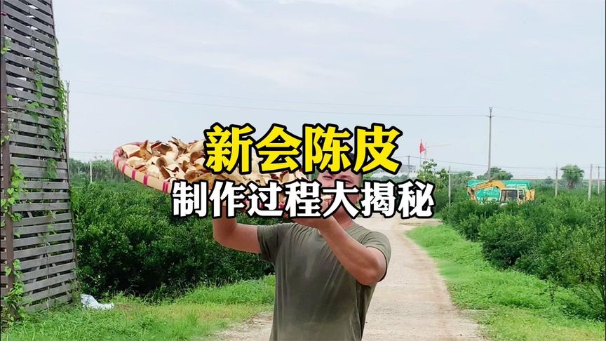 今天带大家揭秘新会陈皮的制作过程!