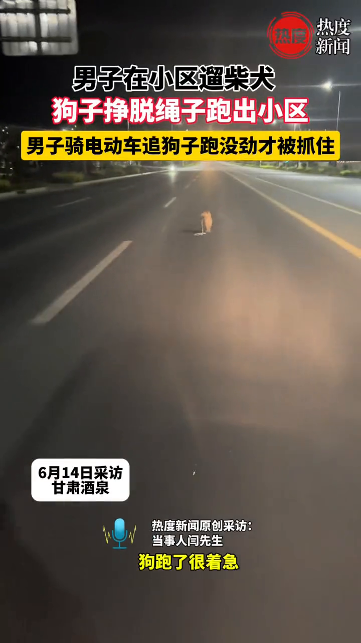 男子骑电动车追,狗子跑没劲才被抓住