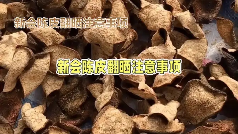 秋天来了,各个年份的陈皮如何打理翻晒?