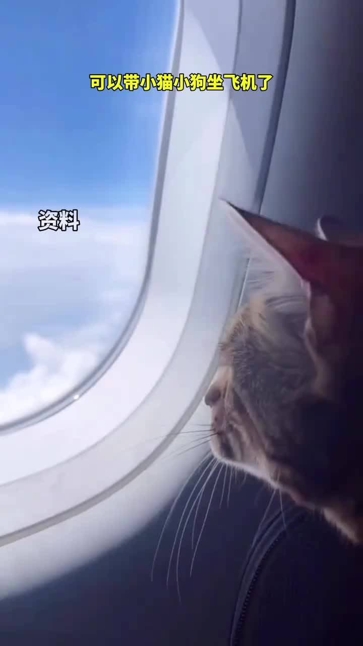 祥鹏航空推出成都出港航班宠物进客舱服务