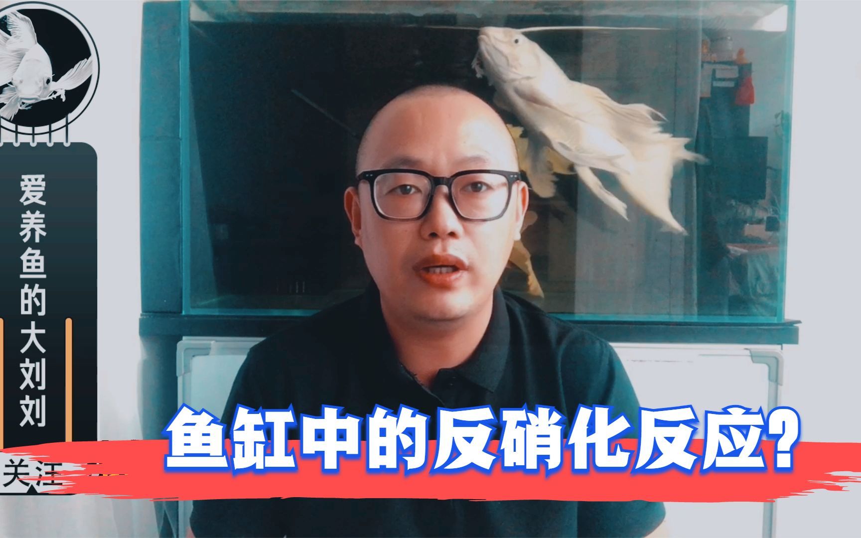 什么是鱼缸中的反硝化反应?