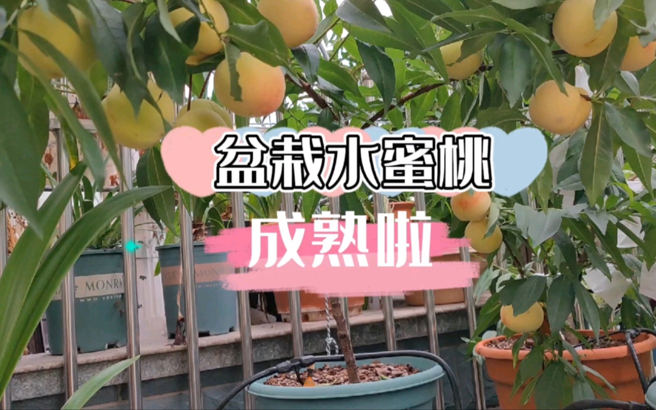 盆栽水蜜桃成熟了,和一些夏季桃树养护知识分享