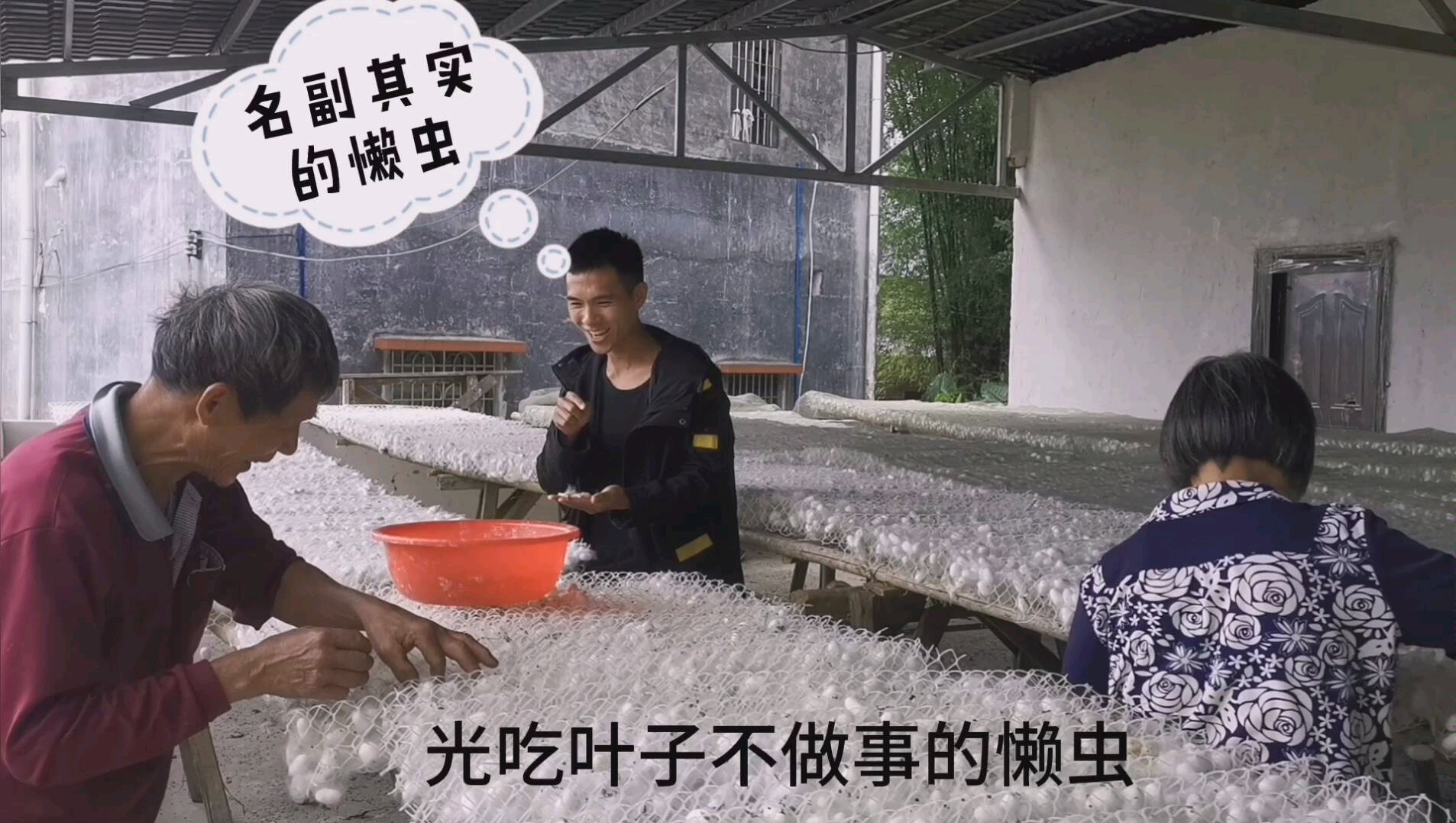 蚕宝宝作茧自缚了,客家养蚕人带你看双胞胎蚕茧,太可爱