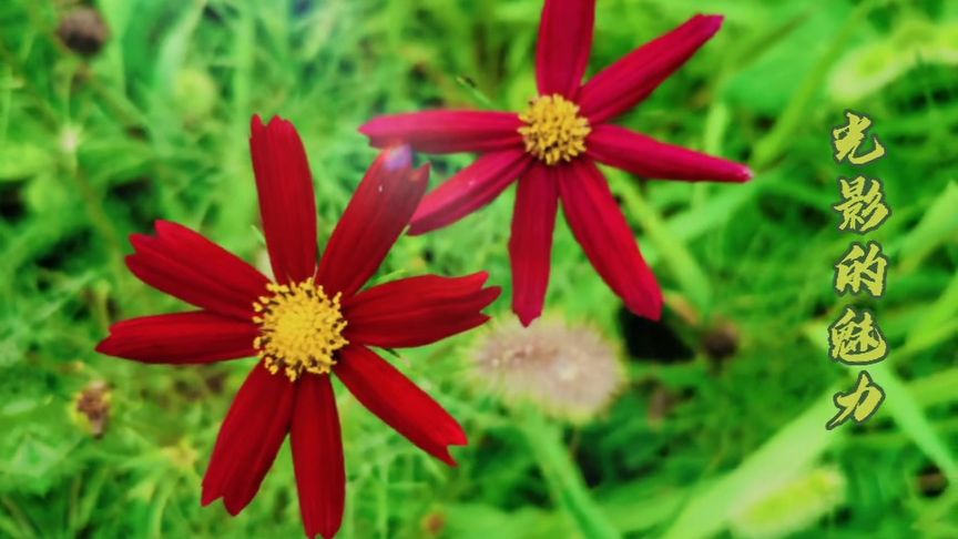 生活中不缺少美,缺少的是发现美的眼睛。