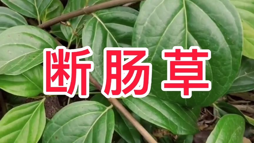 断肠草,又名钩吻,是一种被传得很邪乎的植物,遇见请远离