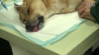 犬气管插管