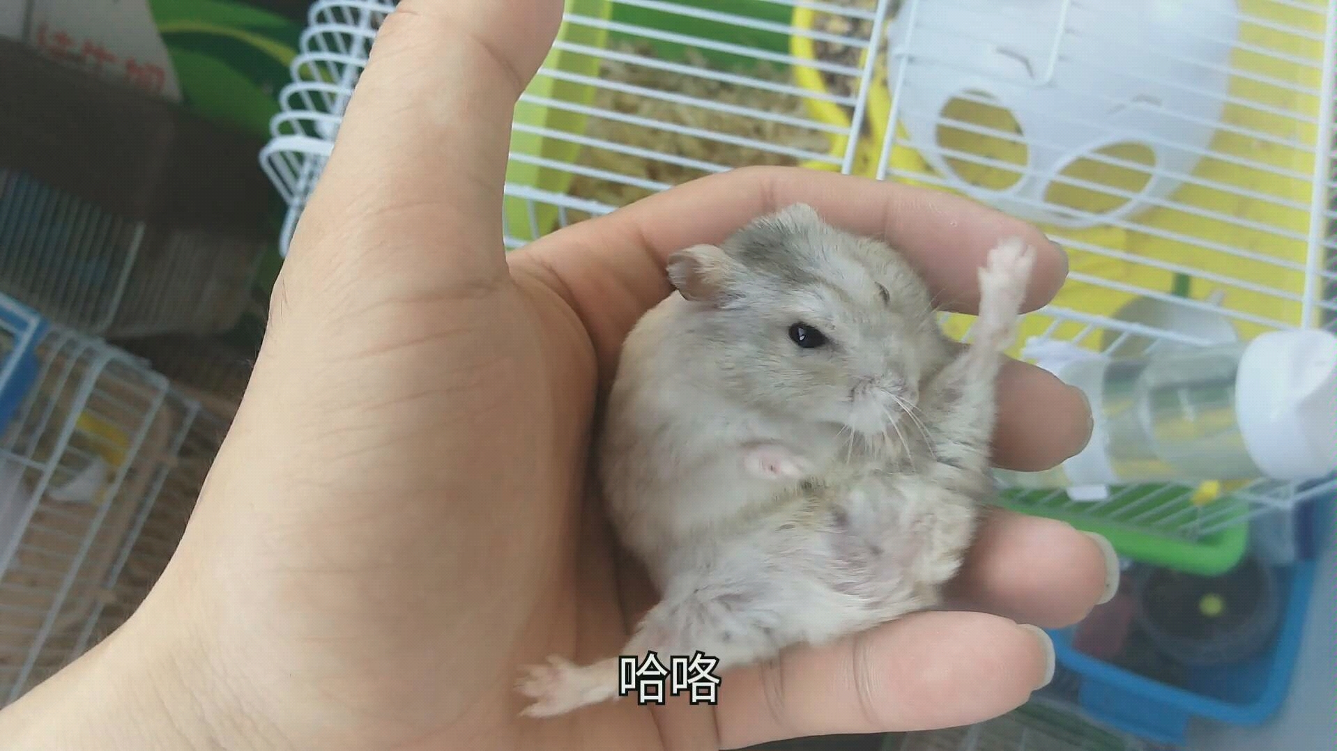 仓鼠需要打狂犬病疫苗吗?被仓鼠咬了怎么办?