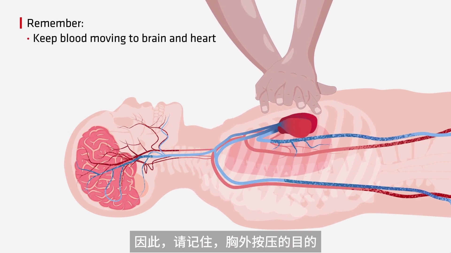 心肺复苏原理动画How CPR Works