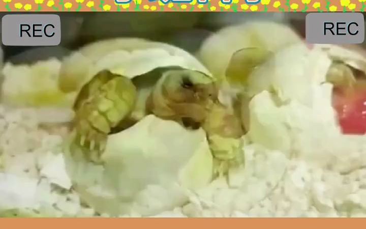 幼儿园公开课小班科学《小乌龟诞生》幼儿园公开课小班科学《小乌龟...