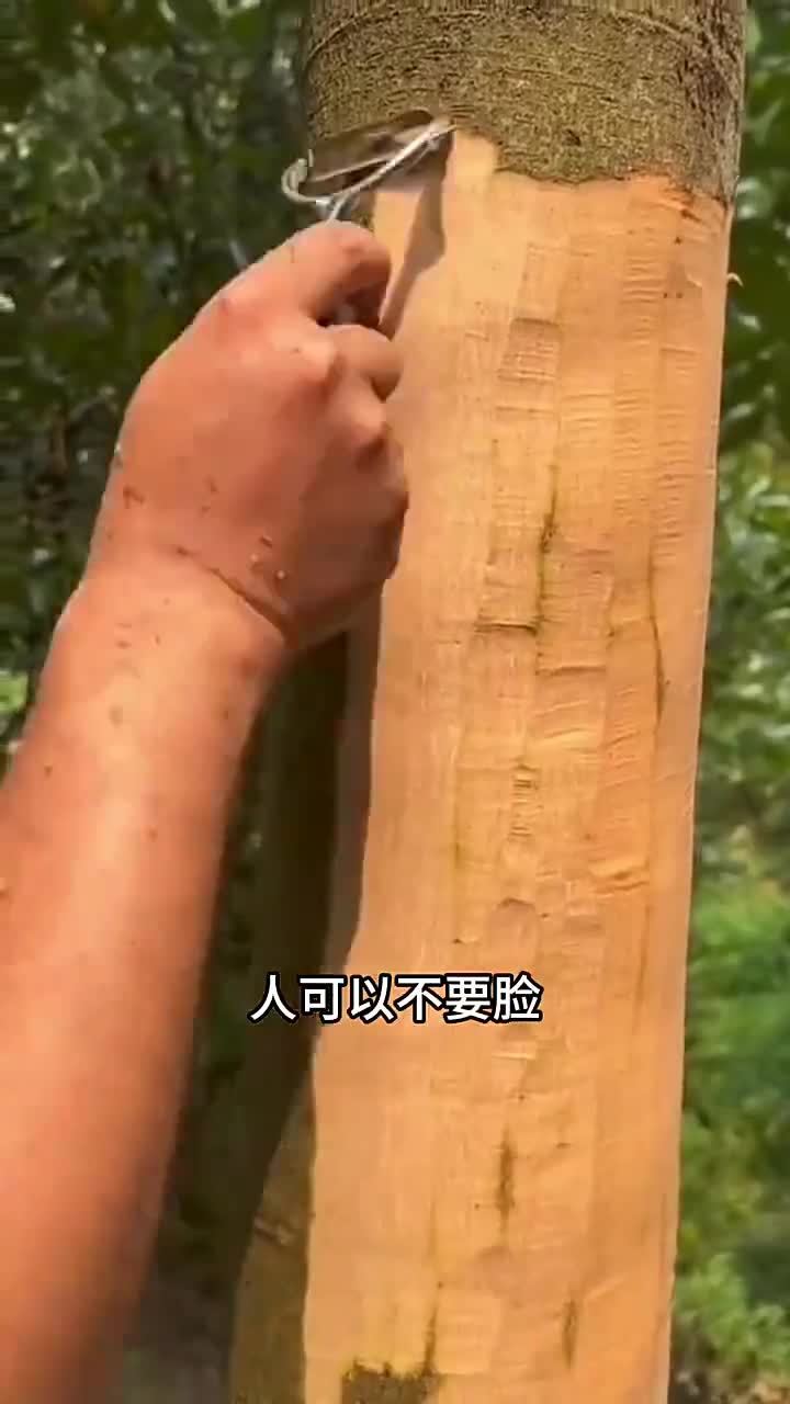 这好好的树皮,割下来干什么?