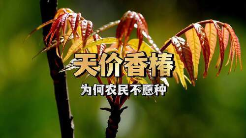 香椿200元一斤暴利!三月狂赚18万,为何农民死活不种?真相惊人!