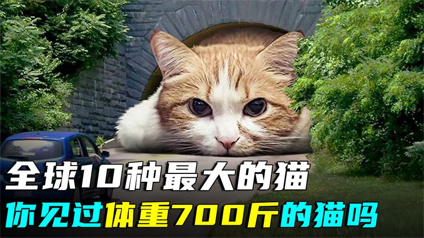 10种体型巨大的猫科动物,有的体长超过3.2米,第一名体重500斤!