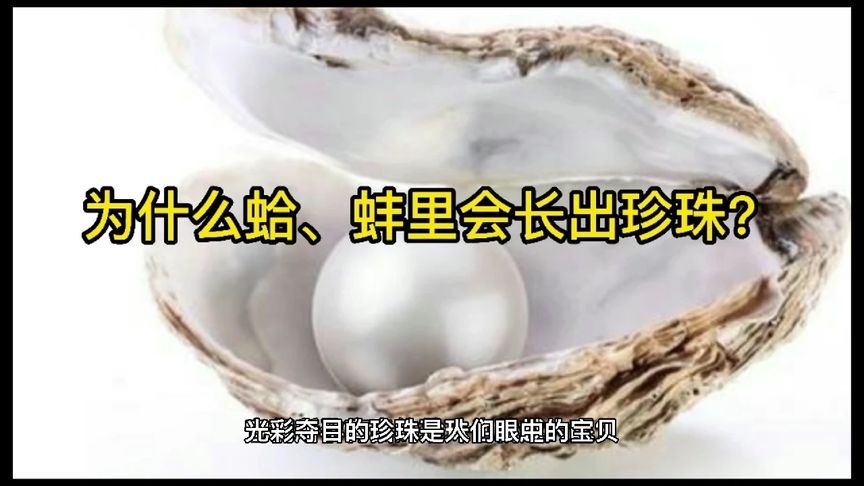 为什么蛤、蚌里会长出珍珠?