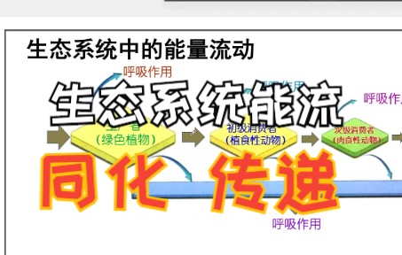 【高中生物一轮复习】9.6-1生态系统的能量流动 同化量能量传递效率...