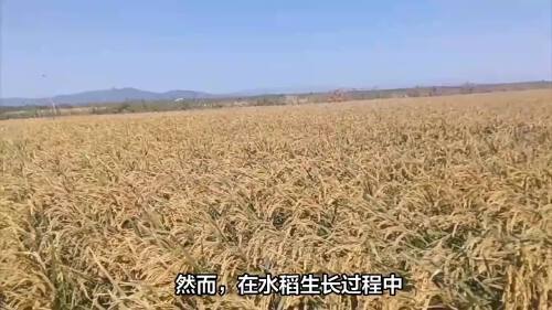 水稻倒伏后的管理与收获:如何确保产量