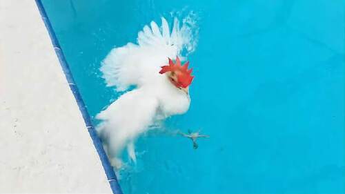 老外将鸡扔进泳池测试游泳能力,结局竟让人目瞪口呆!