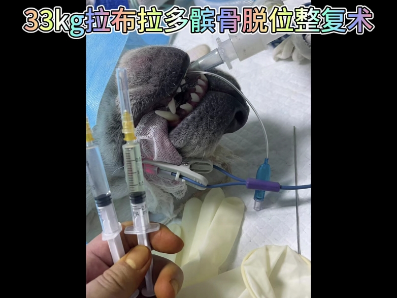犬髌骨脱位修复手术案例