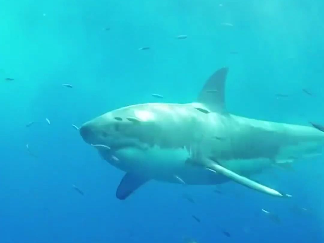 海洋生物学:巨齿鲨VS大白鲨
