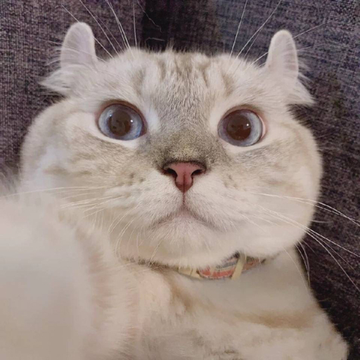 卿小小呀 