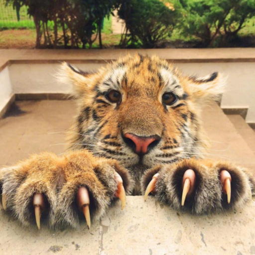 摸鱼雷的大猫 